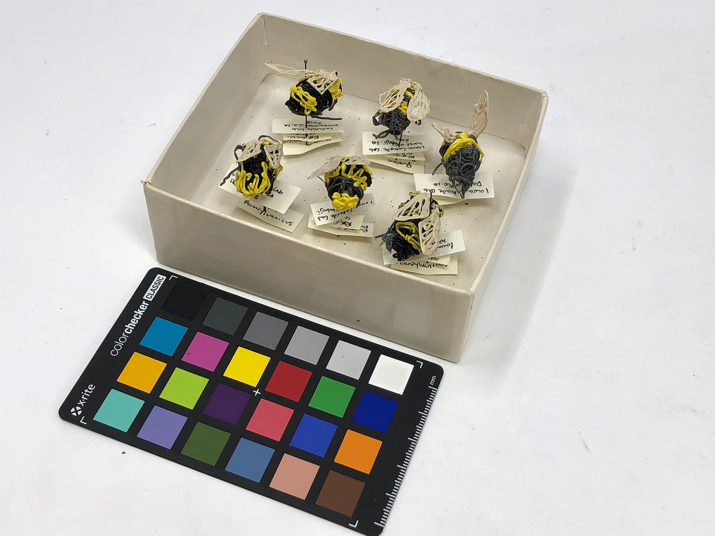 Insect Chart – Richelle Ellis